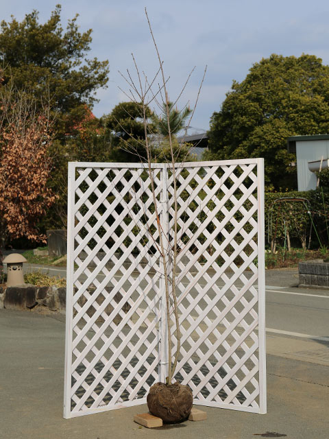 【ガマズミ】（莢?）読み：がまずみ学名：Viburnum dilatatumスイカズラ科ガマズミ属落葉低木別名：ヨツズミ、ヨウゾメ、ヨソズミ【商品情報】ガマズミは4m程度になる落葉低木です。5月頃に独特な香りがする白い花が咲き、秋に鮮やかな...