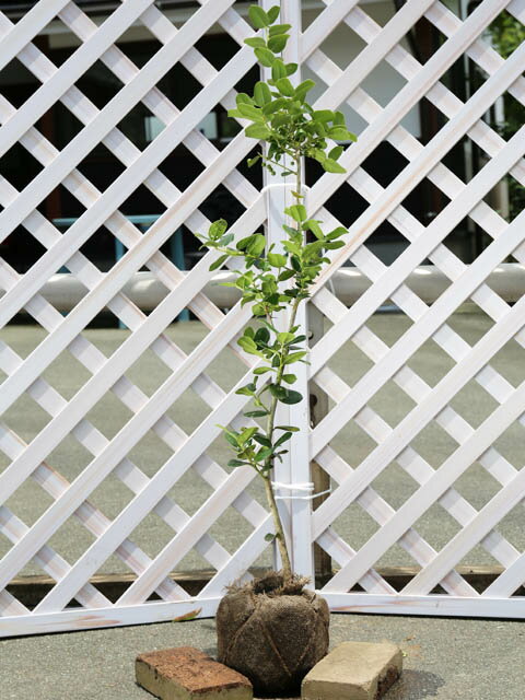 【チャイニーズホーリー】（クリスマスホーリー）読み：ちゃいにーずほーりー学名：Ilex cornutaモチノキ科モチノキ属常緑高木別名：ヤバネヒイラギモチ【商品情報】チャイニーズホーリーはクリスマスホーリーで流通しています。本来のクリスマス...