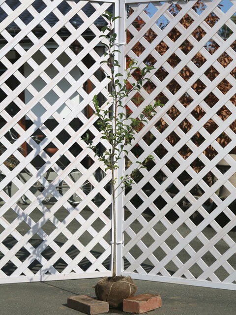 【クロガネモチ】（黒鉄黐）読み：くろがねもち学名：Ilex rotundaモチノキ科モチノキ属常緑高木別名：クロガネノキ【商品情報】クロガネモチは青々とした皮質の光沢がある葉が特徴です。枝ぶりもよく、ボリュームが出て1本のみでも見栄えがしま...