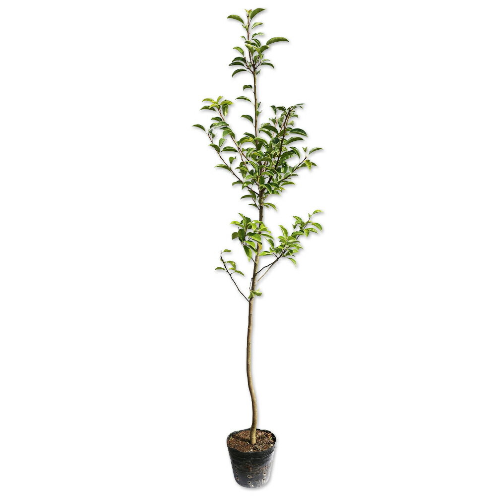 【クロガネモチ】（黒鉄黐）読み：くろがねもち学名：Ilex rotundaモチノキ科モチノキ属常緑高木別名：クロガネノキ【商品情報】クロガネモチは青々とした皮質の光沢がある葉が特徴です。枝ぶりもよく、ボリュームが出て1本のみでも見栄えがしま...
