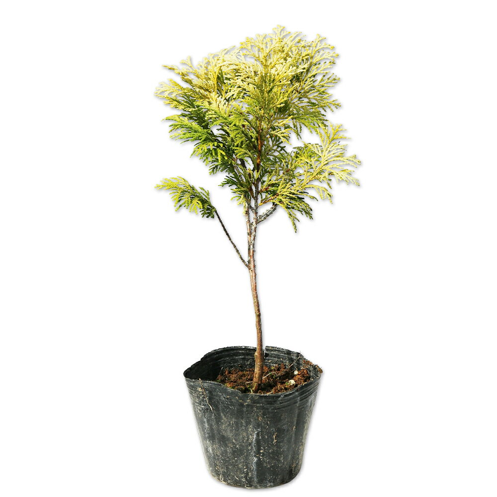 【クリプシー】読み：くりぷしー学名：Chamaecyparis obtusa "Crippsii"ヒノキ科ヒノキ属常緑高木【商品情報】クリプシーは葉色が黄金色で綺麗な品種です。主幹はまっすぐ上がり、脇枝は水平か斜め上に伸びます。葉は日当たり...