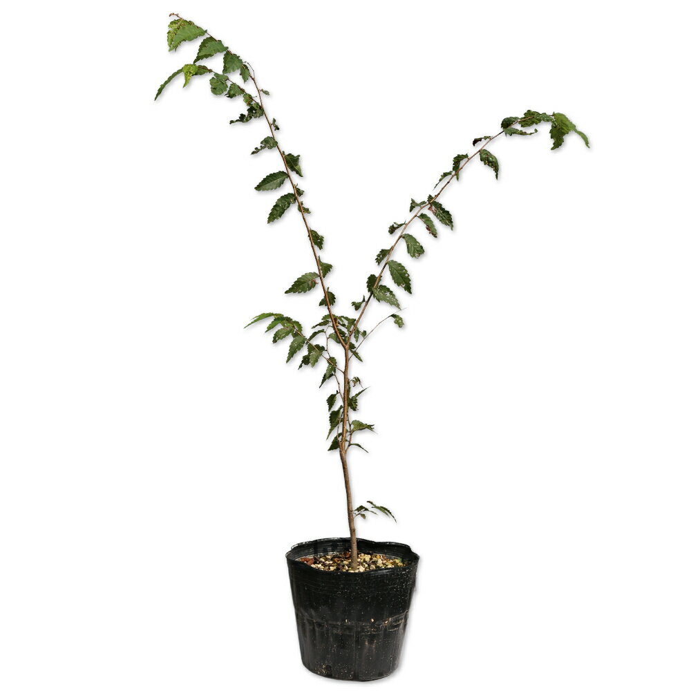 【ケヤキ】読み：けやき学名：Zelkova serrataニレ科ケヤキ属落葉高木【商品情報】ケヤキは落葉樹の中で樹齢が長く巨木になることで知られます。幹は直立し、ホウキのような樹形になります。とても萌芽力が強いです。葉は4月〜9月まで付き、...