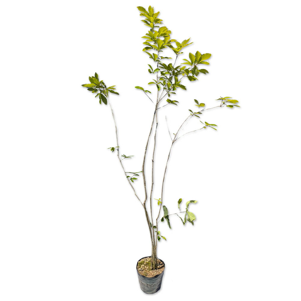【コナラ】学名：Quercus serrata読み：こなら学名：Quercus serrataブナ科コナラ属落葉高木【商品情報】コナラはドングリがなる木として知られています。10月ごろに2cm程度のドングリがなります。葉は青々とした緑色です...