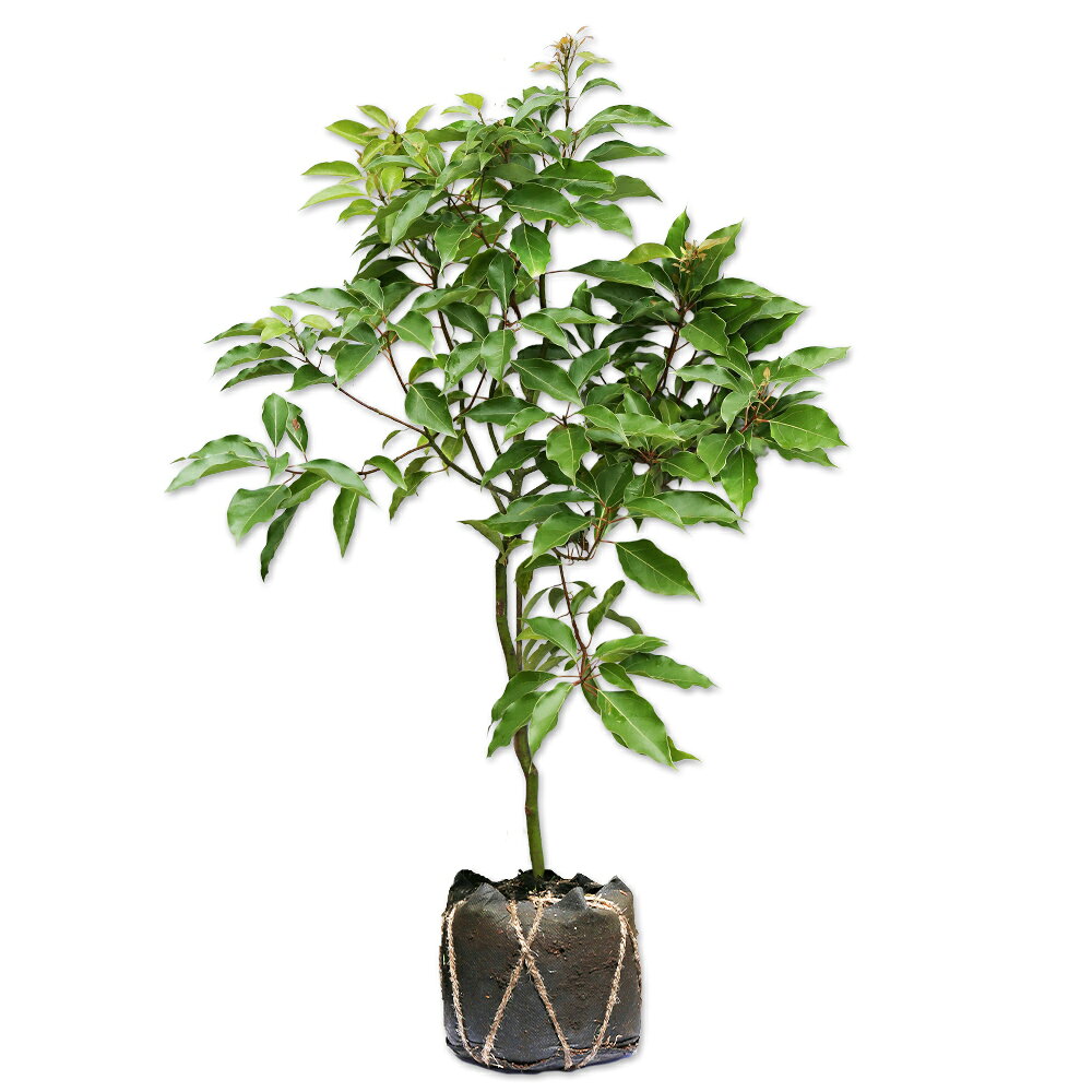 【クスノキ】（楠）読み：くすのき学名：Cinnamomum camphoraクスノキ科ニッケイ属常緑高木【商品情報】クスノキは大木になる木として有名です。大きい物になると幹周りが5m以上になる固体もあります。木に樟脳という成分が含まれていて...