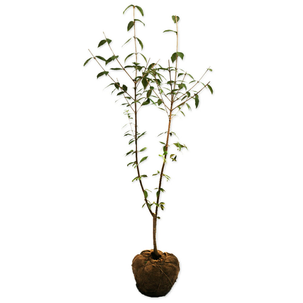 【コバノガマズミ】読み：こばのがまずみ学名：Viburnum erosum punctatumスイカズラ科ガマズミ属落葉低木【商品情報】ガマズミは4m程度になる落葉低木です。5月頃に独特な香りがする白い花が咲き、秋に鮮やかな赤色の実がなりま...