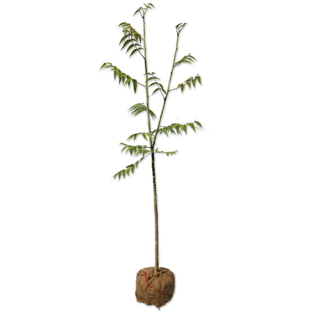 【カラスザンショウ】読み：からすざんしょう学名：Zanthoxylum ailanthoidesミカン科サンショウ属落葉高木【商品情報】カラスザンショウは落葉高木です。15m程度になります。アゲハチョウ科のチョウの食草になっています。アジア...