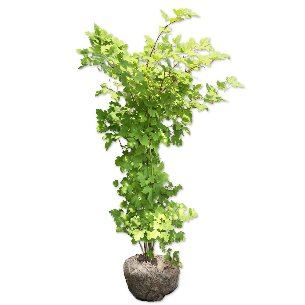 【カンボク】読み：かんぼく学名：Viburnum opulus var. calvescens スイカズラ科ガマズミ属落葉高木【商品情報】カンボクは落葉高木です。樹高は7m程度までなります。葉は枝に対生し三つに割れます。葉の先端はとがり全縁...