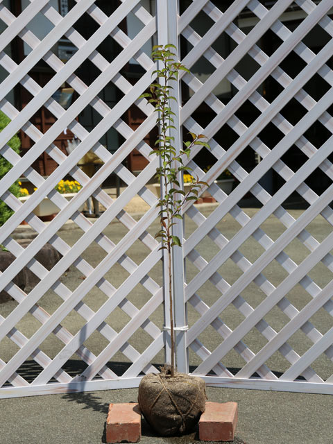 【キブシ】読み：きぶし学名：Stachyurus praecoxキブシ科キブシ属落葉低木【商品情報】キブシは落葉低木です。北海道から九州まで自生しています。高さは4m程度までなります。春に黄色の穂状花をつけます。花は垂れさがり葉が出る前に咲...