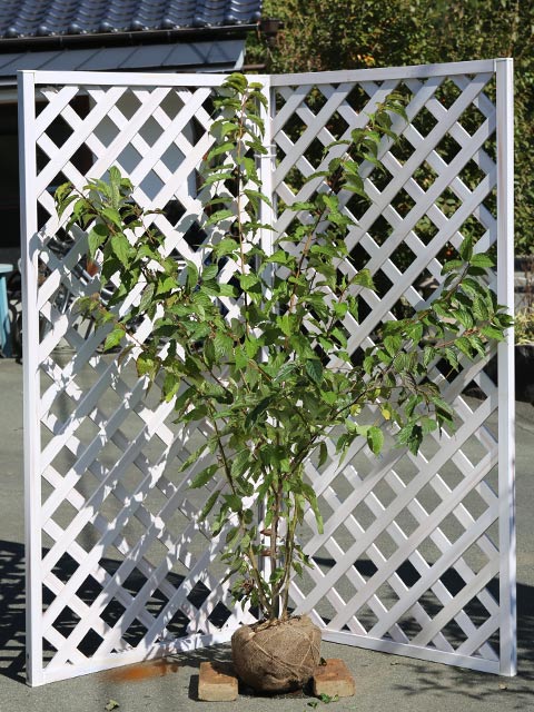 【キブシ】読み：きぶし学名：Stachyurus praecoxキブシ科キブシ属落葉低木【商品情報】キブシは落葉低木です。北海道から九州まで自生しています。高さは4m程度までなります。春に黄色の穂状花をつけます。花は垂れさがり葉が出る前に咲...