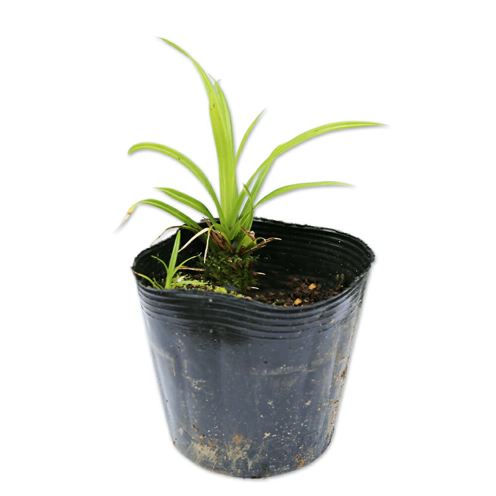 【カレックス】（）読み：かれっくす学名:Carexカヤツリグサ科スゲ属常緑宿根草別名：カンスゲ【商品説明】カレックスは常緑宿根草です。山間部などで自生しています。やや厚みのある固い葉をしています。根元は黒紫色になります。花穂が4月ごろに出ま...