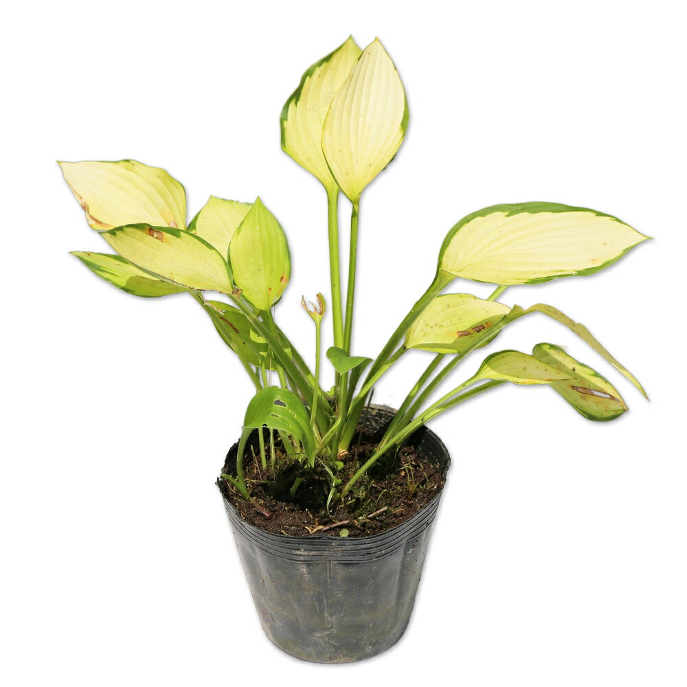 【ギボウシ/ゴールドスタンダード】読み：ぎぼうし/ごーるどすたんだーど学名：Hosta montana キジカクシ科ギボウシ属多年草【商品情報】ギボウシは山間に自生している、花が美しい品種です。変種が出来やすく数多くの品種があります。日本だ...