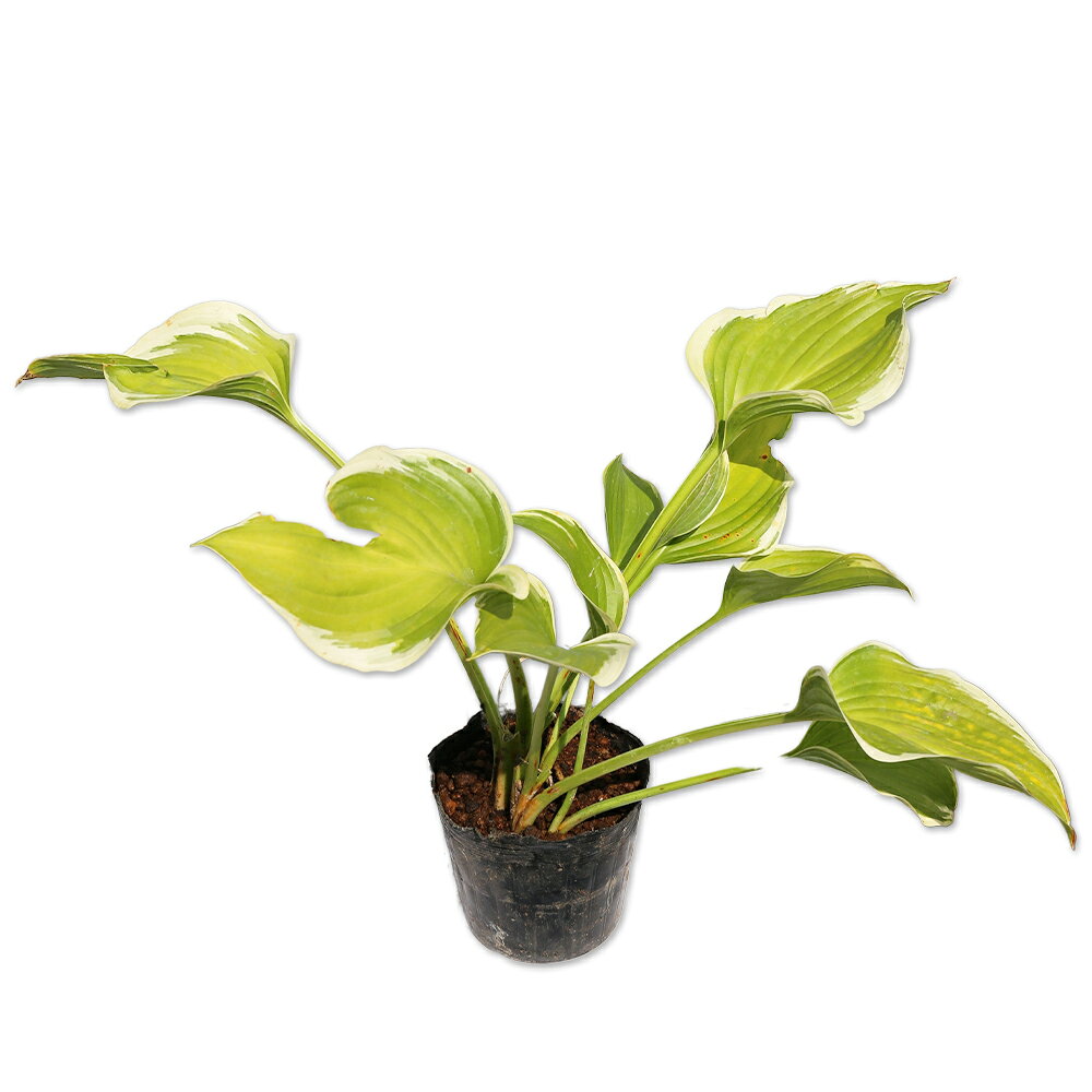 【ギボウシ/サガエ】読み：ぎぼうし/さがえ学名：Hosta montana キジカクシ科ギボウシ属多年草【商品情報】ギボウシは山間に自生している、花が美しい品種です。変種が出来やすく数多くの品種があります。日本だけではなく海外でも人気がある...