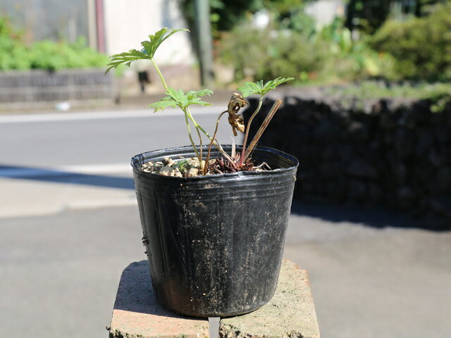 【ゲラニウム青花】()読み：げらにうむあおばな学名：Geraniumフウロソウ科テンジクアオイ属多年草別名：ゲラニューム【名前の由来】種の鞘の形が鶴のくちばしに似ていることから。【商品情報】ゲラニウム青花は0.4mになる多年草です。日本が原...
