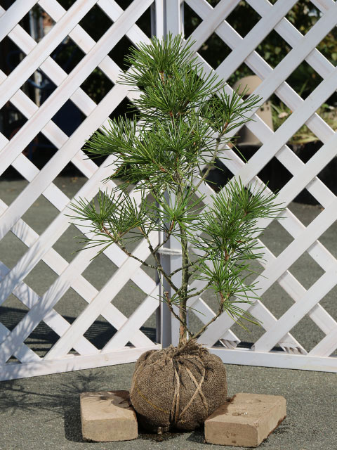 【コウヤマキ】(高野槙)読み：こうやまき学名：Sciadopitys verticillataコウヤマキ科コウヤマキ属常緑高木別名：ホンマキ【名前の由来】高野山真言宗総本山の高野山に数多く自生していることから。【商品情報】コウヤマキは30m...