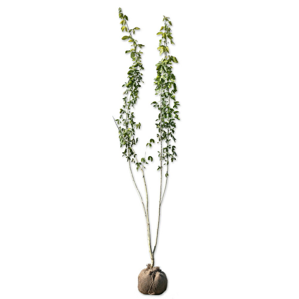 【キングサリ】(金鎖)読み：きんぐさり学名：Laburnum anagyroidesマメ科キングサリ属落葉小高木別名：キバナフジ、ゴールデンチェーン【商品情報】キングサリは10mになる落葉小高木です。ヨーロッパ中南部が原産です。葉は長い柄の...