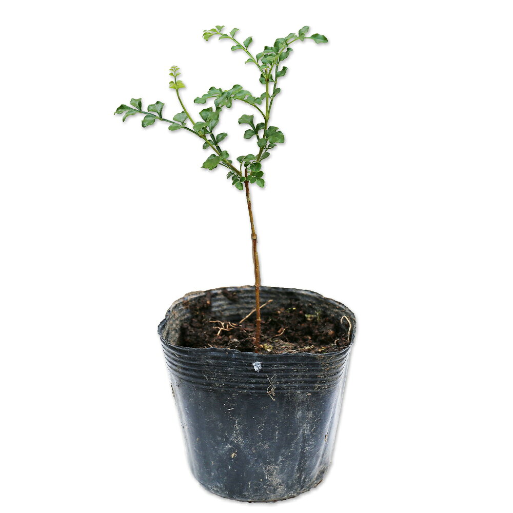 【シマトネリコ】読み：しまとねりこ学名：Fraxinus griffithiiモクセイ科トネリコ属半常緑高木【商品情報】シマトネリコは枝葉が粗くなり、明るい印象の樹種です。沖縄や中国など暖かい場所が原産です。耐寒性もありますが葉が寒さで落ち...