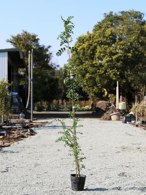 【シマトネリコ】読み：しまとねりこ学名：Fraxinus griffithiiモクセイ科トネリコ属半常緑高木【商品情報】シマトネリコは枝葉が粗くなり、明るい印象の樹種です。沖縄や中国など暖かい場所が原産です。耐寒性もありますが葉が寒さで落ち...