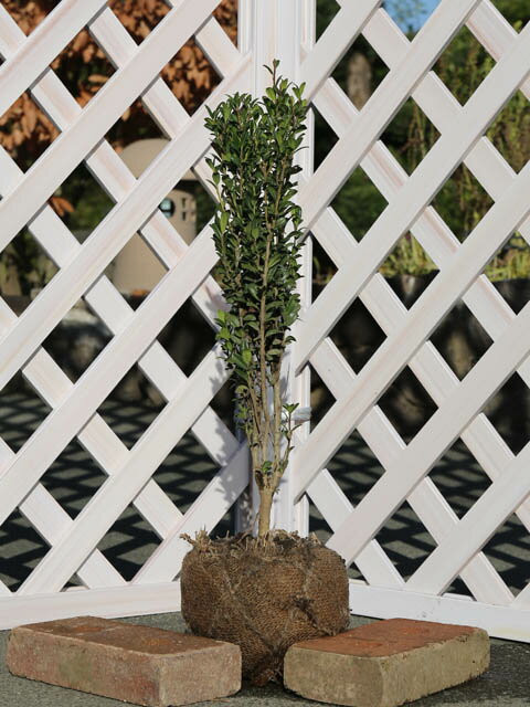 【スカイペンシル】読み：すかいぺんしる学名：Ilex crenata 'SkyPencil' モチノキ科モチノキ属常緑低木【商品情報】スカイペンシルはモチノキ科のイヌツゲの仲間です。枝がすべて上を向いて伸びますので樹形が引き締まっています。...