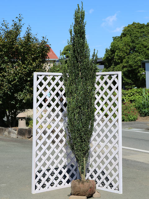 【スカイペンシル】読み：すかいぺんしる学名：Ilex crenata 'SkyPencil' モチノキ科モチノキ属常緑低木【商品情報】スカイペンシルはモチノキ科のイヌツゲの仲間です。枝がすべて上を向いて伸びますので樹形が引き締まっています。...