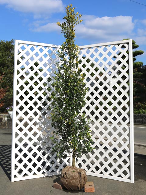 【サニーフォスター】（西洋ヒイラギ）読み：さにーふぉすたー学名：Ilex × attenuata'Sunny Foster' モチノキ科モチノキ属常緑低木【商品情報】サニーフォスターは黄金色が美しい西洋ヒイラギです。春の新芽が黄色くなり、夏...