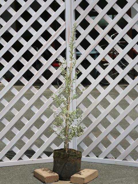 【シルバープリペット】読み：しるばーぷりぺっと学名：Ligustrum sinense Variegatumモクセイ科イボタノキ属常緑低木【商品情報】シルバープリペットはプリペットの斑入り品種です。非常に萌芽力が強いことから庭の生垣や寄せ植...