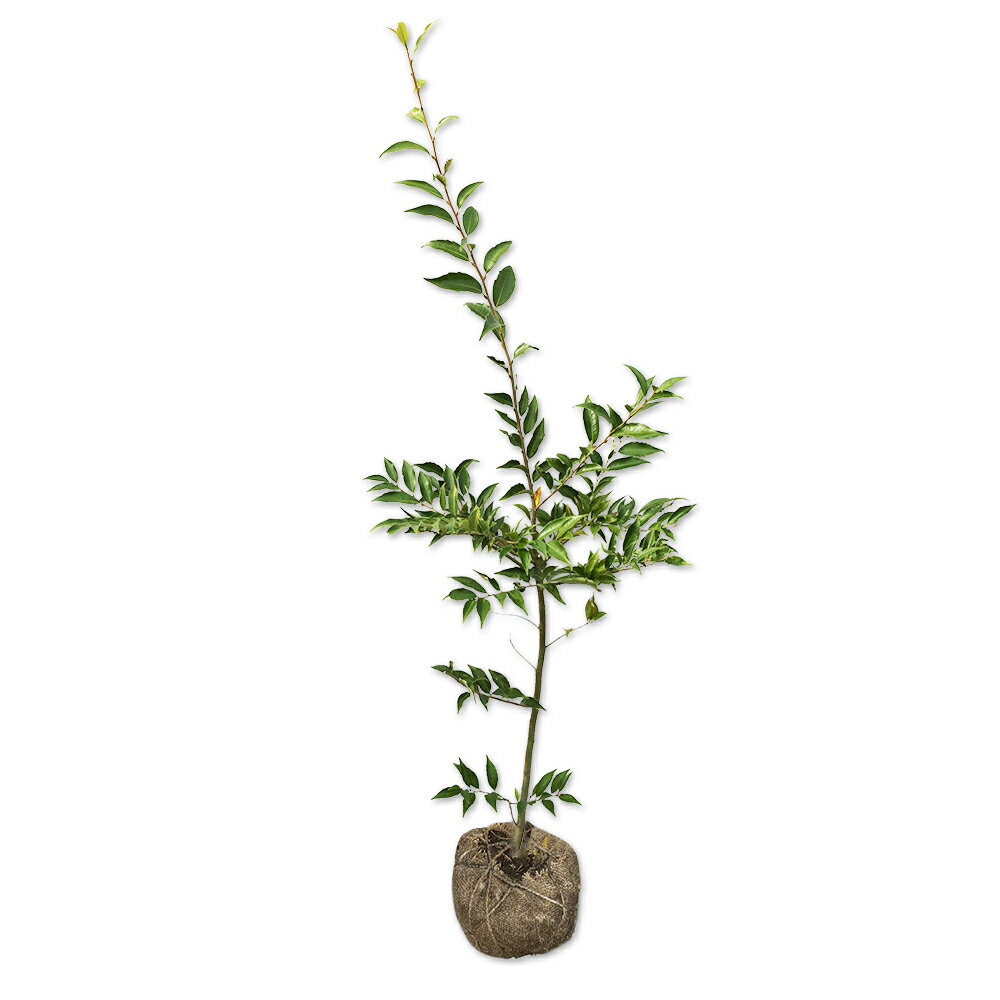 【スダジイ】読み：すだじい学名：Castanopsis sieboldiiブナ科シイ属常緑高木【商品情報】スダジイは単にシイと言われます。よく緑化木や公園木、庭木に使われます。幹が硬く対潮性もあり、丈夫です。葉の裏は金属のような光沢がありま...