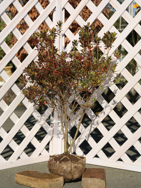 【サツキ/サツマベニ】読み：さつき/さつまべに学名：Rhododendron indicumツツジ科ツツジ属常緑低木【商品情報】サツキとは和名サツキツツジの略です。沢山の園芸品種が作られていて、花が美しいツツジ科の低木をサツキといいます。今...