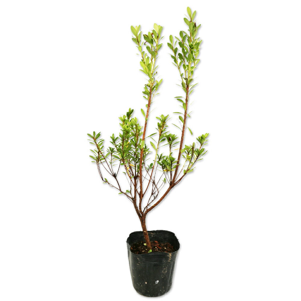 【サツキ/ミエサツキ】読み：さつき/みえさつき学名：Rhododendron indicumツツジ科ツツジ属常緑低木【商品情報】サツキとは和名サツキツツジの略です。沢山の園芸品種が作られていて、花が美しいツツジ科の低木をサツキといいます。今...