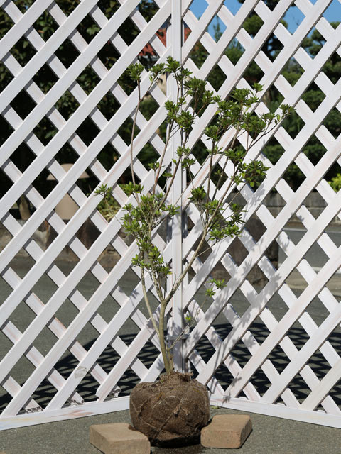 【サツキ/ミエサツキ】読み：さつき/みえさつき学名：Rhododendron indicumツツジ科ツツジ属常緑低木【商品情報】サツキとは和名サツキツツジの略です。沢山の園芸品種が作られていて、花が美しいツツジ科の低木をサツキといいます。今...