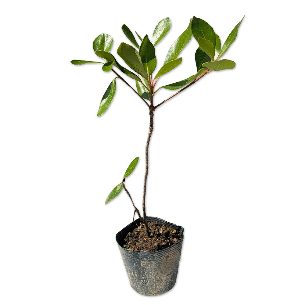 【シャリンバイ】読み：しゃりんばい学名：Rhaphiolepis indica var. umbellataバラ科シャリンバイ属常緑高木【商品情報】シャリンバイは車輪上に枝を出すことからこの名前が付きました。4〜5月に梅に似た花が咲きます。...