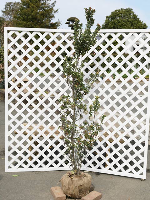 【ヒメシャリンバイ】読み：ひめしゃりんばい学名：Raphiolepis indica var. umbellata f. minorバラ科シャリンバイ属常緑高木【商品情報】シャリンバイは車輪上に枝を出すことからこの名前が付きました。4〜5月...