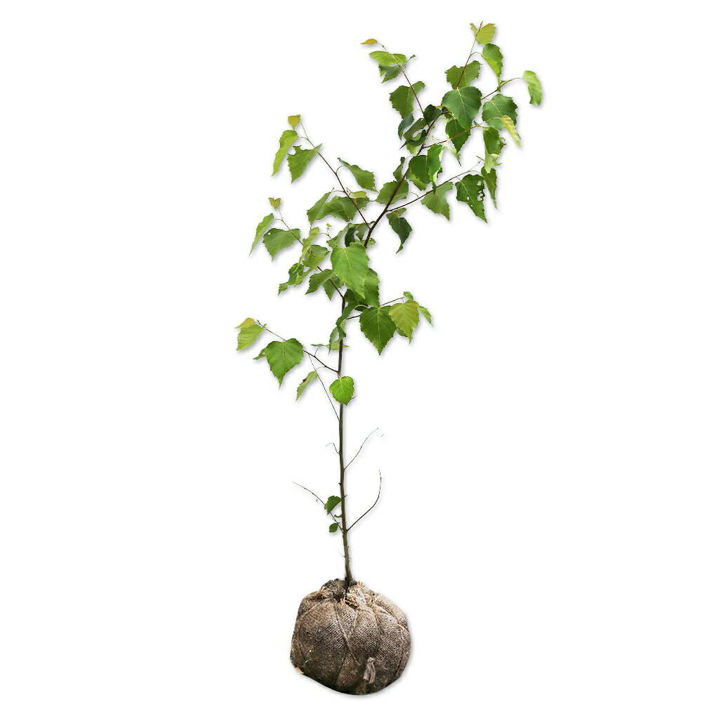 【シラカバ】読み：しらかば学名：Betula platyphylla var. japonicaカバノキ科カバノキ属落葉高木【商品情報】シラカバは白い樹皮が特徴です。樹皮は白く薄く横にはがれます。葉は明るい緑色でつやがあり爽やかな印象を受け...