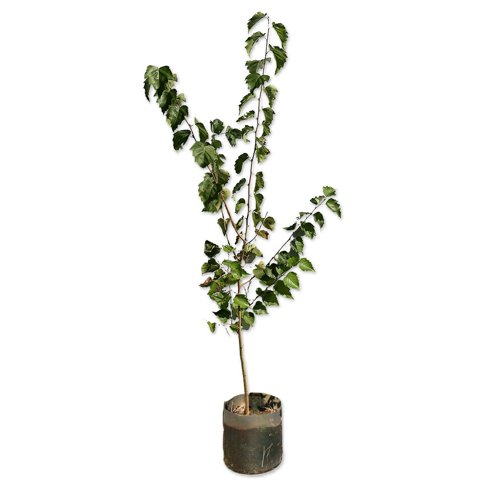 【シラカバ】読み：しらかば学名：Betula platyphylla var. japonicaカバノキ科カバノキ属落葉高木【商品情報】シラカバは白い樹皮が特徴です。樹皮は白く薄く横にはがれます。葉は明るい緑色でつやがあり爽やかな印象を受け...