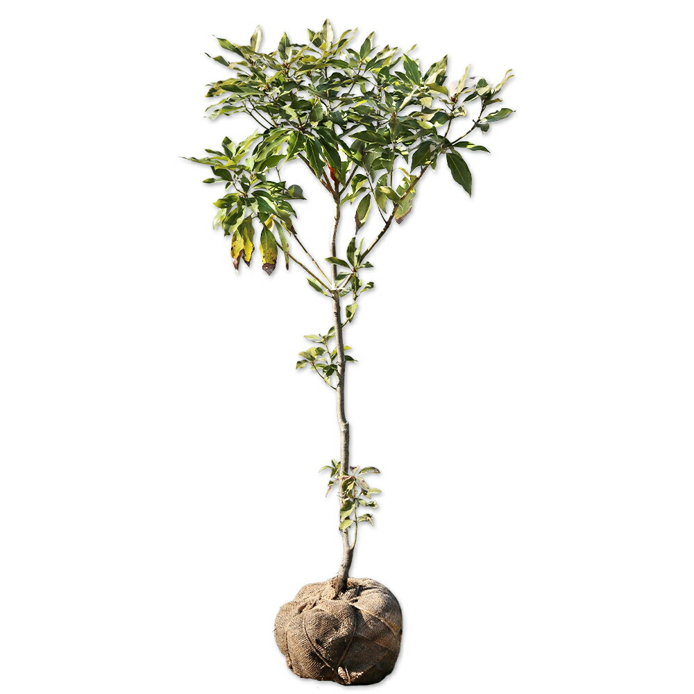 【シロダモ】読み：しろだも学名：Neolitsea sericeaクスノキ科シロダモ属常緑高木【商品情報】シロダモは樹高15m程になる常緑高木です。葉は緑色で裏は白いのが特徴で、大きさは15cn程度になります。雌雄異株で雌株には鳥を呼ぶ赤い...