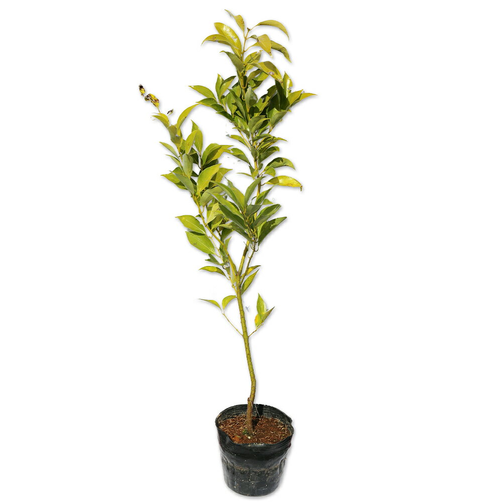 【ヤブニッケイ】読み：やぶにっけい学名：Cinnamomum tenuifoliumクスノキ科シロダモ属常緑高木【商品情報】ヤブニッケイは樹高15m程になる常緑高木です。葉は緑色で裏は白いのが特徴で、大きさは15cn程度になります。雌雄異株...