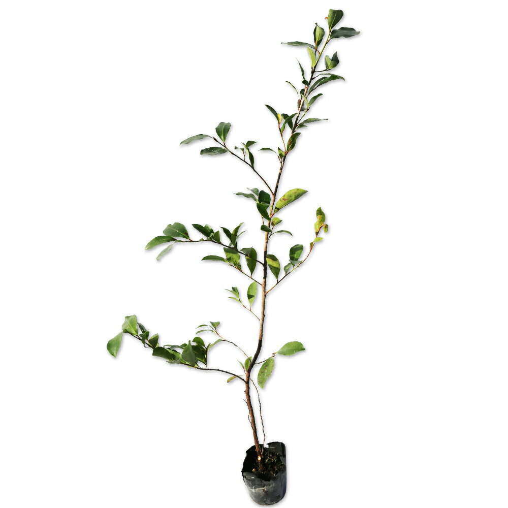 【サカキ】（ホンサカキ）読み：さかき学名：Cleyera japonicaモッコク科サカキ属常緑高木【商品情報】サカキの枝は昔から神事の際に用いる玉串として利用されてきました。今でも神棚にあげるのに使用されます。葉は厚みがあり深緑色で光沢が...