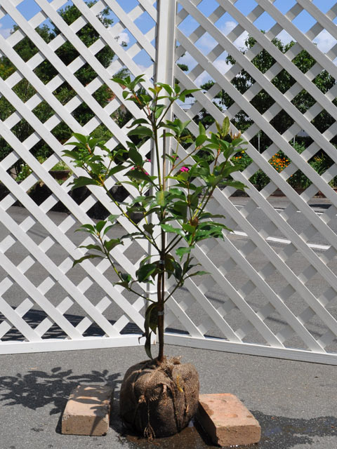 【シキミ】読み：しきみ学名：Illicium anisatumマツブサ科シキミ属常緑高木【商品情報】シキミは暖地の山地に自生していて昔から墓花としてよく知られています。日蓮正宗などではシキミの枝葉を仏前に供えるらしいです。葉は厚く滑らかで切...