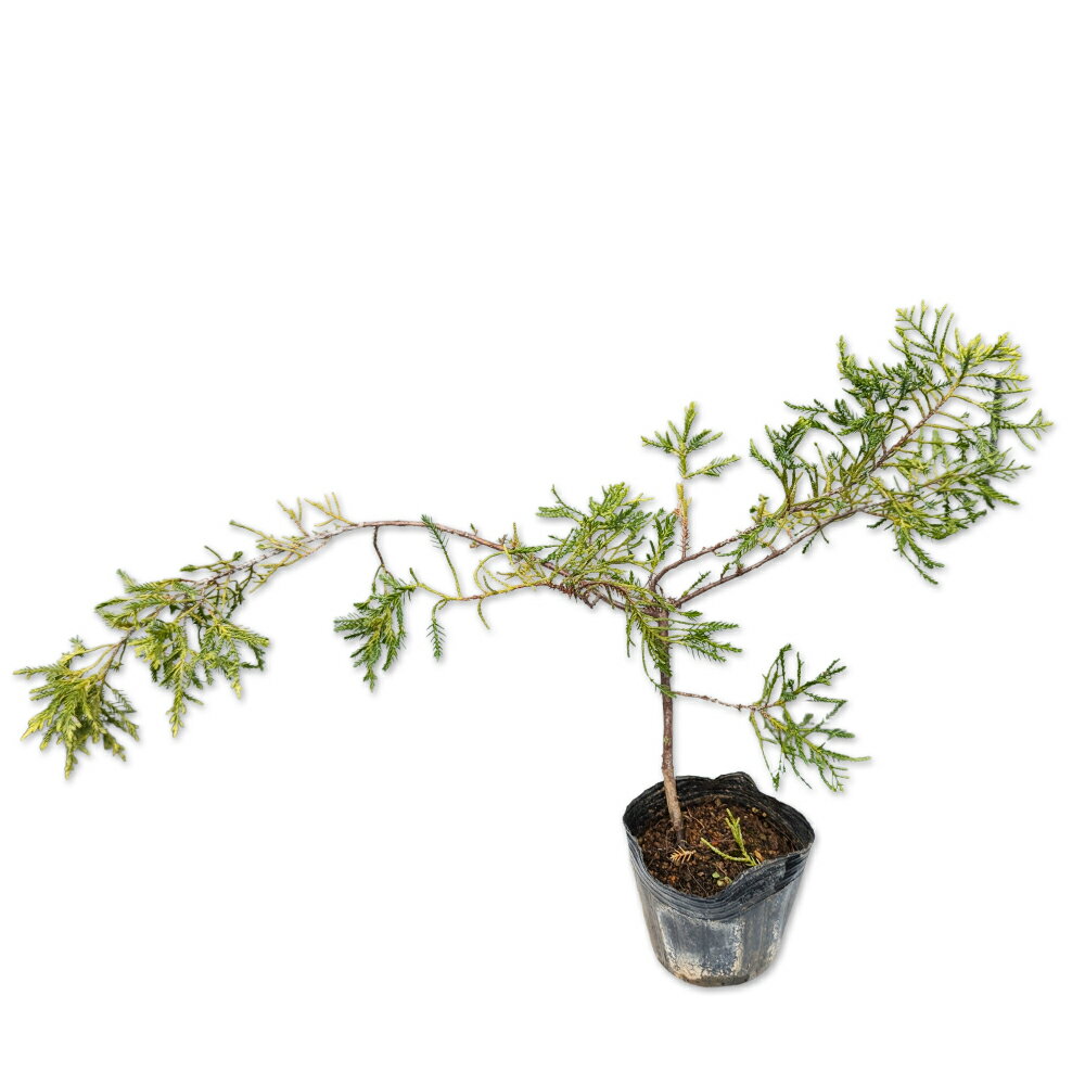 【セイブロックゴールド】読み：せいぶろっくごーるど学名：Juniperus pfitzeriana'Saybrook Gold'ヒノキ科ビャクシン属常緑低木【商品情報】ビャクシンはコニファーの一種です。低木から高木まで様々な品種があります。...