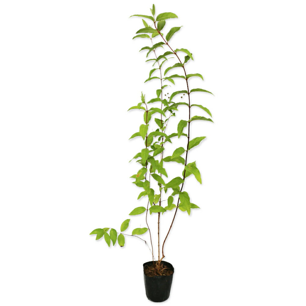 【サラサウツギ】(更紗空木)読み：さらさうつぎ学名：Deutzia crenata f.plenaアジサイ科ウツギ属落葉低木別名：ツカサウツギ、ヤエウツギ【商品情報】ウツギは5〜6月に枝先に白い花を多くつけます。サクラが咲き終わり新緑が映え...