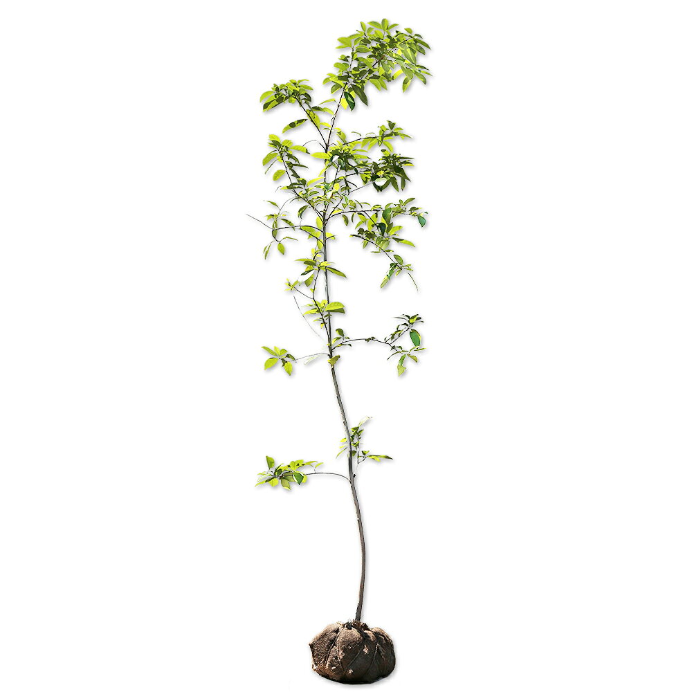 【シリブカガシ】()読み：しりぶかがし学名：Lithocarpus glaberブナ科マテバシイ属常緑高木別名：シリブカ【名前の由来】ドングリのお尻がくぼんでいることから。【商品情報】シリブカガシは15mになる常緑高木です。葉は長楕円形で鋭...