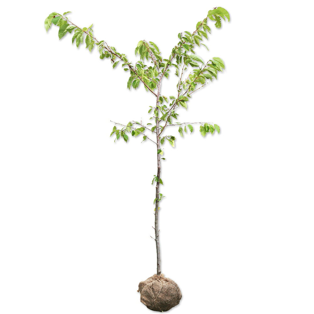 【サクラ/河津桜】（桜/カワヅザクラ）読み：さくら/かわづざくら学名：Cerasus lannesiana Carriere, 1872 ‘Kawazu-zakura’バラ科サクラ属落葉高木【商品情報】サクラは日本でも代表的な花木です。日本...