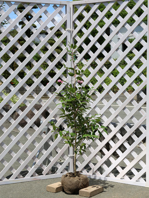 【ワビスケ】（ツバキ）読み：つばき/わびすけ学名：Camellia wabisukeツバキ科ツバキ属常緑高木【商品情報】ツバキは日本を代表する花木です。世界各地で栽培されていて様々な品種があります。葉は光沢があり楕円形〜卵型です。花は10〜...