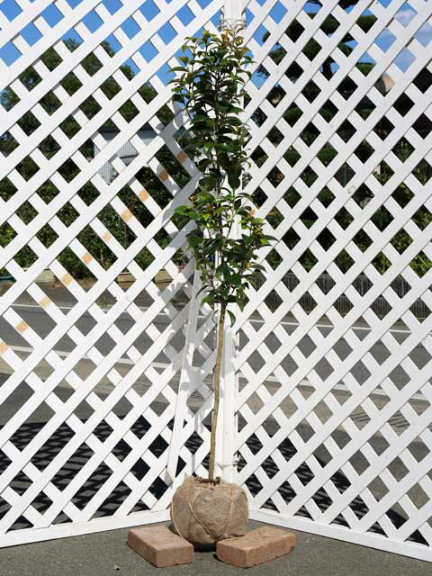 【ヤブツバキ】読み：つばき/やぶつばき学名：Camellia japonicaツバキ科ツバキ属常緑高木【商品情報】ツバキは日本を代表する花木です。世界各地で栽培されていて様々な品種があります。葉は光沢があり楕円形〜卵型です。花は10〜4月の...