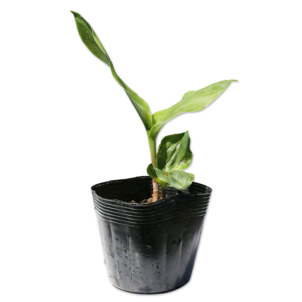 【ドイツスズラン】読み：どいつすずらん学名：Convallaria majalisキジカクシ科スズラン属多年草【商品説明】ドイツスズランは釣鐘型の純白な小花を咲かせます。花からはよい芳香がします。湿地を好み耐寒性に優れます。乾燥には弱いです...
