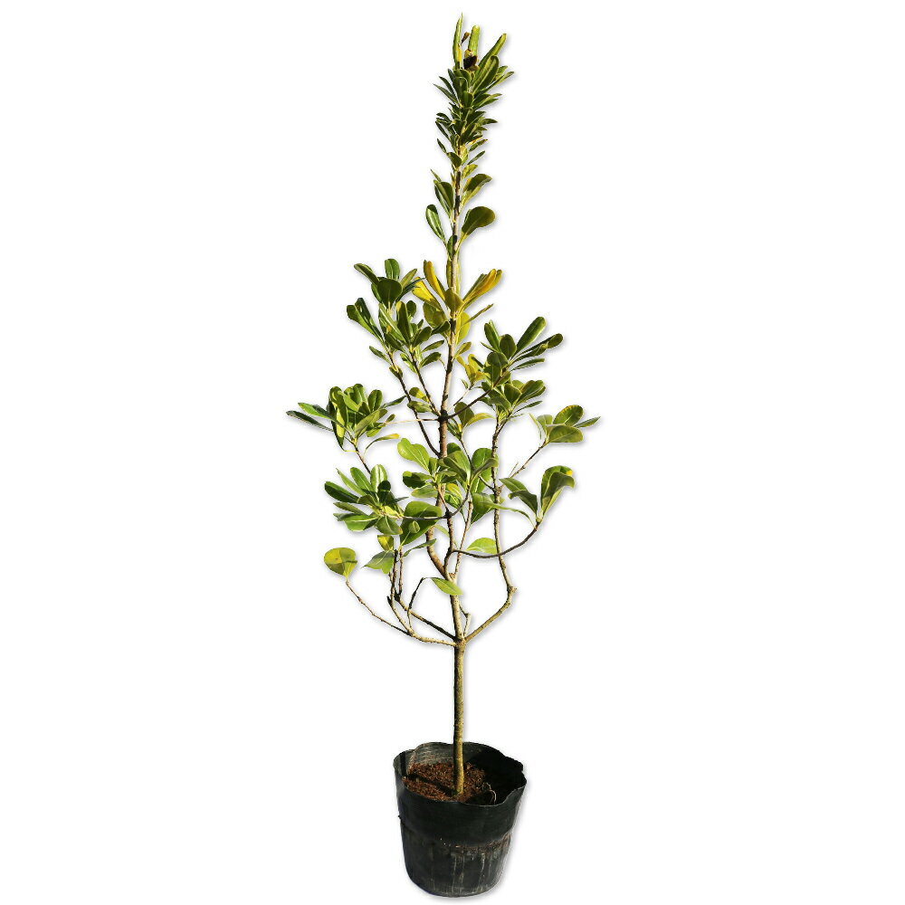 【トベラ】（扉）読み：とべら学名：Pittosporum tobiraトベラ科トベラ属常緑低木別名：トビラノキ【商品情報】トベラは常緑低木です。東北以南から韓国や中国の海岸沿いに自生しています。海浜植物です。乾燥にも強いため街路樹などにも利...