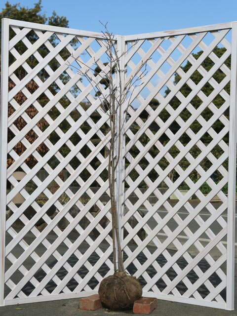 【ツリバナ】(吊花)読み：つりばな学名：Euonymus oxyphyllusニシキギ科ニシキギ属落葉低木別名：エリマキ【名前の由来】花が垂れ下がっていることから。【商品情報】ツリバナは3.5mになる落葉低木です。日本が原産です。葉は対生し...