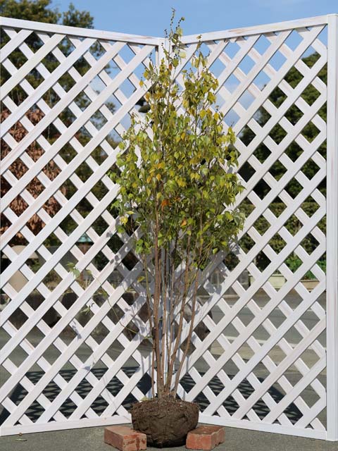 【テンダイウヤク】(天台鳥薬)読み：てんだいうやく学名：Lindera strychnifolia　クスノキ科クロモジ属常緑低木別名：ウヤク【名前の由来】肥大した根と、果実がカラスのように黒紫色に熟すことから名付けたといわれています。【商品...