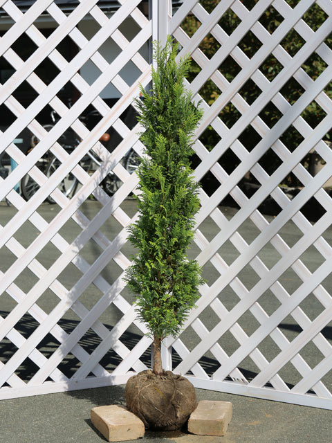 【ニッコウヒバ】（シノブヒバ）読み：にっこうひば学名：Chamaecyparis pisifera 'Plumosa'ヒノキ科ヒノキ属常緑高木【商品情報】ニッコウヒバはサワラの一種です。真っ直ぐ伸びる円錐形の樹形が特徴です。枝先には葉が集ま...