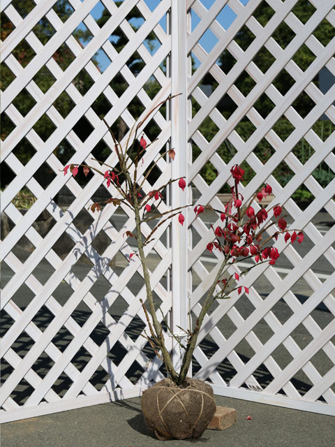 【ニシキギ】（）読み：にしきぎ学名：Euonymus alatusニシキギ科ニシキギ属落葉低木別名：ヤハズニシキギ【名前の由来】見事な秋の紅葉を錦に例えて。【商品情報】ニシキギは枝にある4条の翼が特徴です。コルク質の薄い翼がついている珍しい...