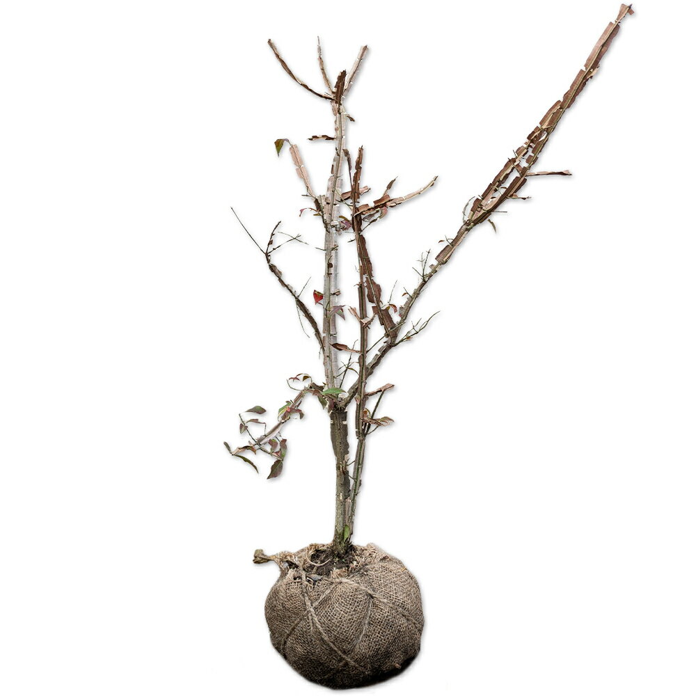 【ニシキギ】（）読み：にしきぎ学名：Euonymus alatusニシキギ科ニシキギ属落葉低木別名：ヤハズニシキギ【名前の由来】見事な秋の紅葉を錦に例えて。【商品情報】ニシキギは枝にある4条の翼が特徴です。コルク質の薄い翼がついている珍しい...